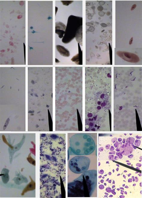 Protista Identification By Phylum And Name Ms Bio 2 Lab Diagram Quizlet