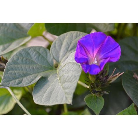 Ipomoea Learii Palma Verde Exoten