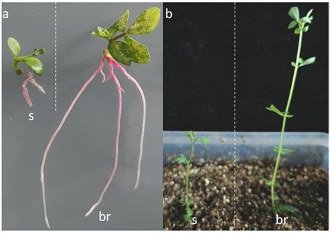 Optimization Of Hairy Root Transformation And Application Of Ruby As A