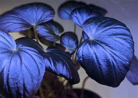 11 Unique Blue Houseplants With Pictures Mississippi Greens