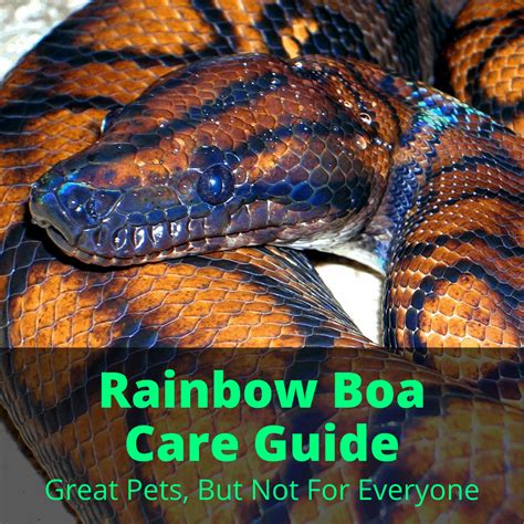 Rainbow Boa Care Guide Great Pets But Not For Everyone
