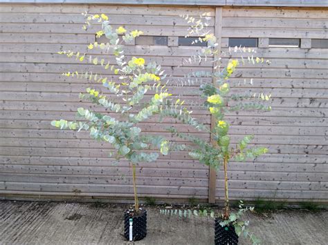 26 Silver Dollar Eucalyptus Plant Alezeakuyuma