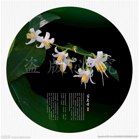 安息香设计图广告设计广告设计设计图库昵图网