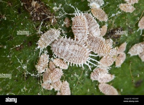 A Group Of Glasshouse Or Tuber Mealybugs Pseudococcus Viburni On The