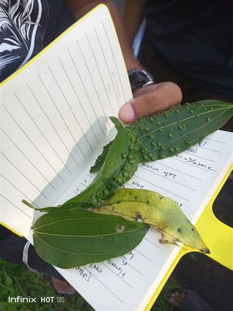 Durga Chaudhary On Linkedin Greenfamnepal Letsworkfornature