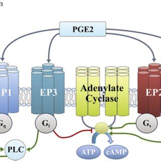 Pge2 Signaling Pathways 119 Pge2 Signals By Binding To Its G