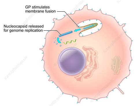 Ebola Virus Replication Illustration Stock Image C027 7206 Science Photo Library