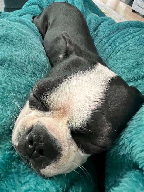 Sleeping Sisters Jtok Chatter