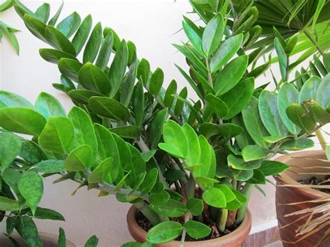 5 Plantas De Poca Luz Y Fáciles De Cuidar