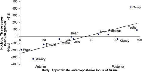 Antero Posterior Gradient Of Gradients In Nucleus For Tissue Specific