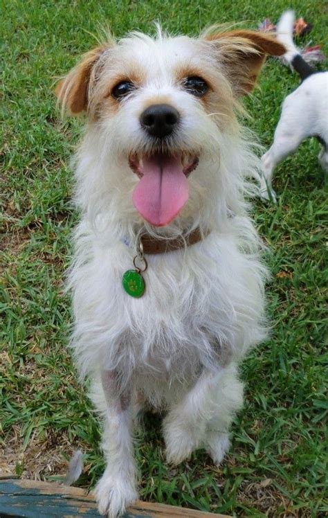 36 Dogs Mixed With Jack Russell Terriers Artofit