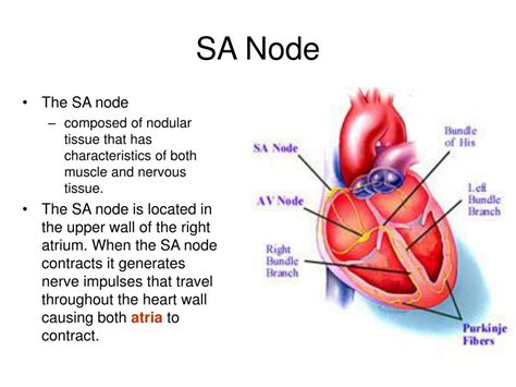 Ppt The Cardiovascular System The Heart Powerpoint Presentation