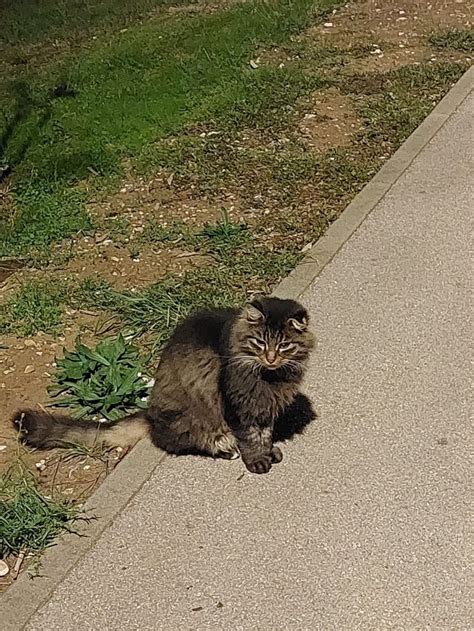 Grumpy Cat R Grumpycats