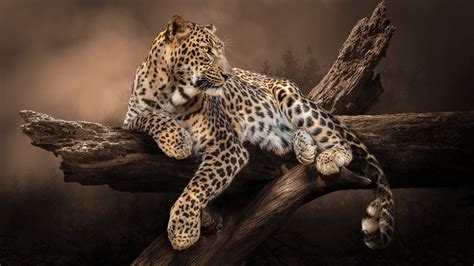 Hd Leopard Wallpapers 4k Hd Backgrounds On Wallpaperbat