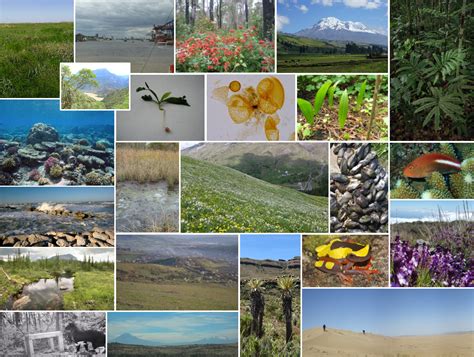 Investigating The Role Of Biogeography In Weather Patterns Odri Media