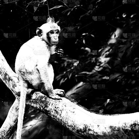 美丽的黑白颜色形状的脸猴子近距离。