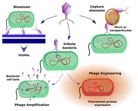 Method Of Bacterial Detection At Bruce Dawn Blog