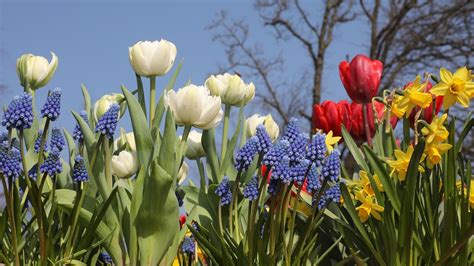 Fall Bulbs Flower Bulbs To Plant In Fall The Old Farmers Almanac
