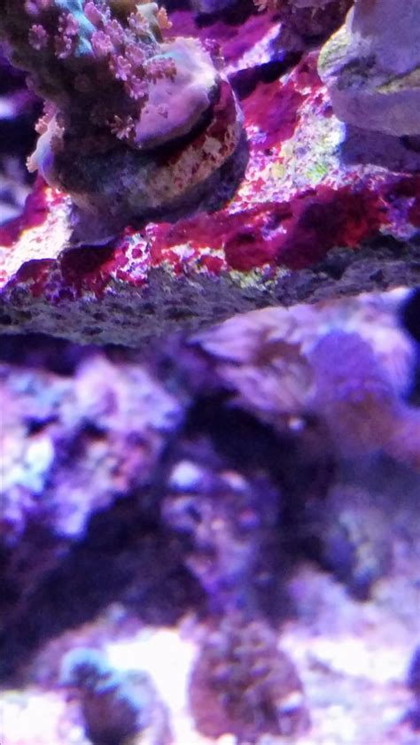 Is This Red Turf Algae Reef2reef