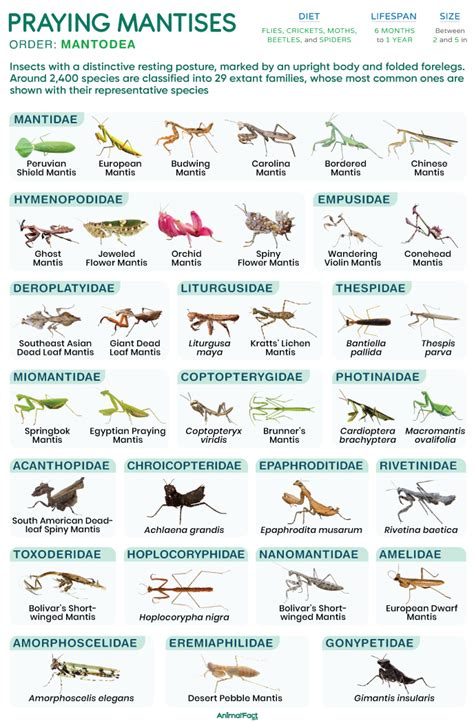 Praying Mantis Types Anatomy Habitat Diet Lifespan And Life Cycle