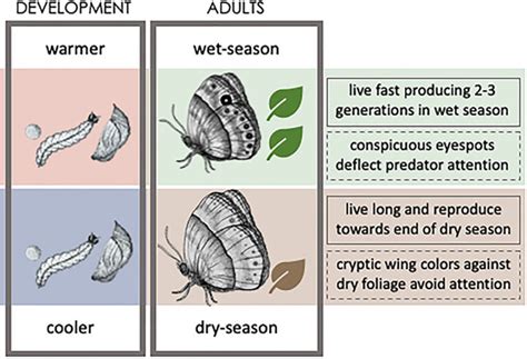 Phenotypic Plasticity Examples In Nature Explained