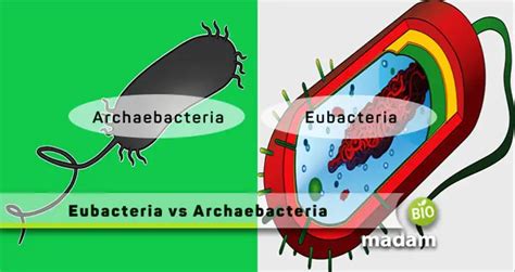 Difference Between Eubacteria And Archaebacteria Biomadam