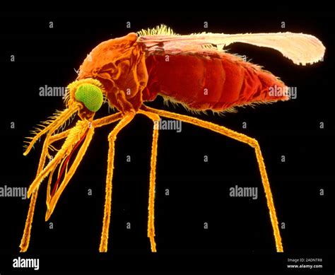 Malaria Mosquito Coloured Scanning Electron Micrograph Sem Of A Female Specimen Of The