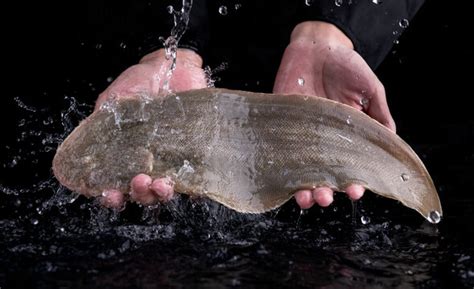 龙利鱼图片素材 龙利鱼设计素材 龙利鱼摄影作品 龙利鱼源文件下载 龙利鱼图片素材下载 龙利鱼背景素材 龙利鱼模板下载 搜索中心