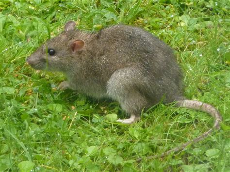 Rat Diseases Leptospirosis At Michael Williams Blog