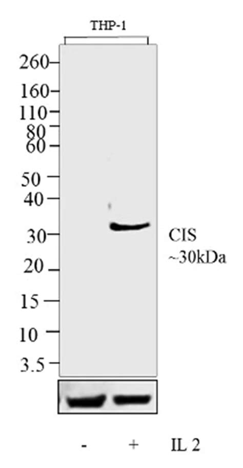 Anti Cishcis Antibody Rp23040117 Ab308040 Abcam