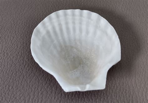 Small Scallop Baking Dish Seashells Pecten Yessoensis 8 Shells Approx 2 Inch Small Scallop