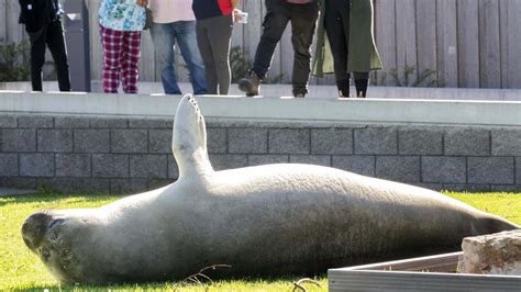 Why The Worlds Obsession With Neil The Seal Is Putting Him In Danger