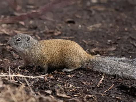 Franklins Ground Squirrel Id And Habitat Guide
