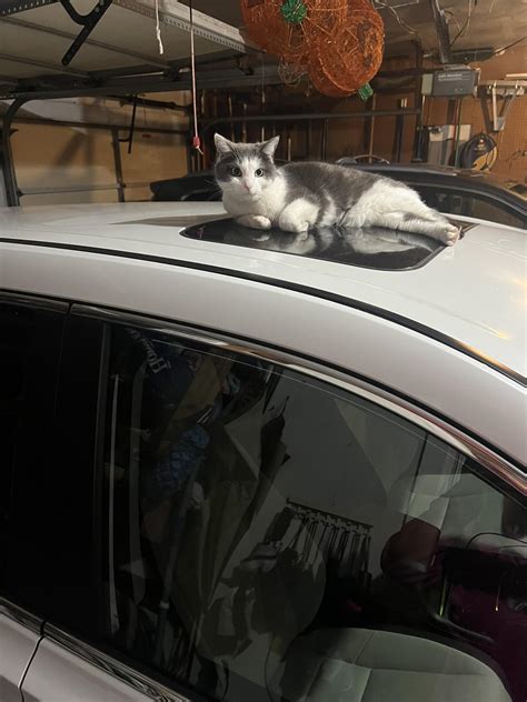 Shop Stay Aware Peeps I Was Panicking And Couldnt Find Kitty But