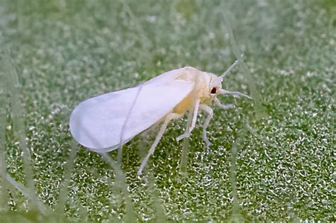 Teeny Pure White Insect Bugguide Net