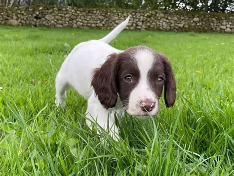 15 Adorable Photos Of English Springer Spaniel Puppies With Pure Beauty