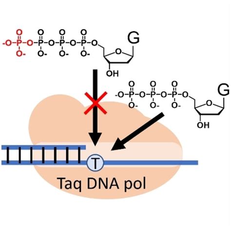 Deoxynucleotide