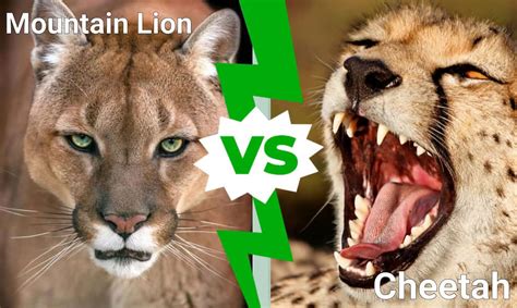 Rattlesnake Vs Mountain Lion At John Duquette Blog
