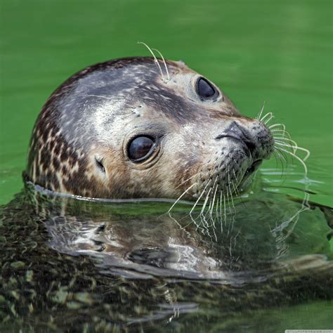 Seal Wallpapers 4k Hd Seal Backgrounds On Wallpaperbat