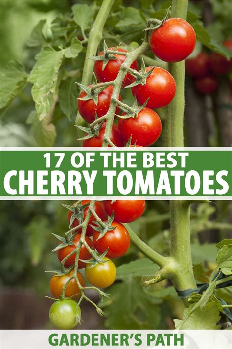 Cherry Tomato Varieties