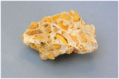 Fossiliferous Limestone Sedimentary Rock