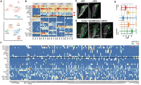 Figure S1 Transcriptomes Of Lpcllpc Neurons A Tsne Plots Of