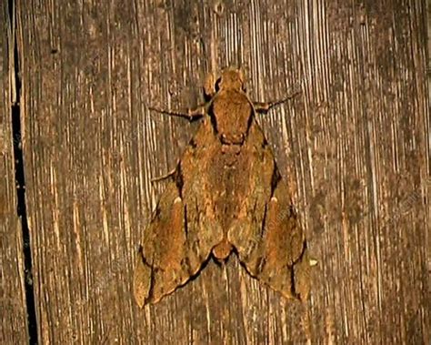 Madagascar Hawk Moth Sphingid Moth Stock Video Clip K0011814