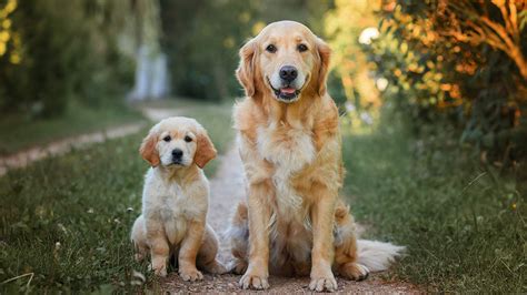 Cachorros Perro Hd Más De 600 Vídeos En Hd Y 4k Gratis De Perros