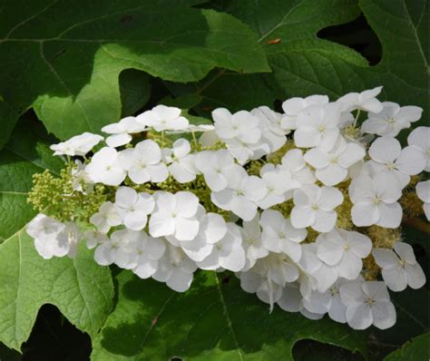 Hydrangea Oakleaf” Parker County Master Gardener Association
