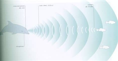 Pillole Di Scienza Twips Il Nuovo Sonar Ispirato Dai Delfini