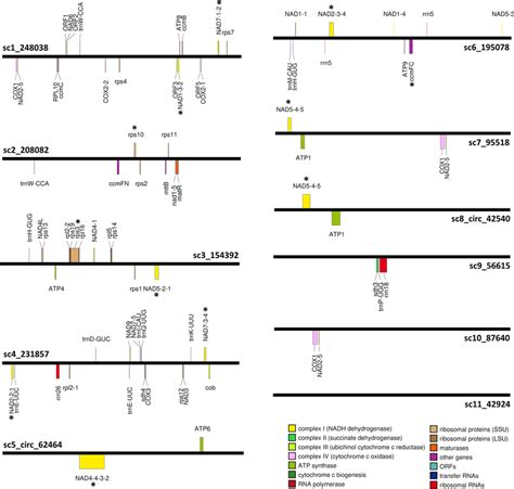 Linear Graphical Display Of The Genetic Maps Of 11 Scaffolds In The