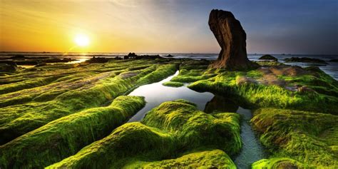 25 Bendy Facts About Bamboo That You Might Not Know The Fact Site