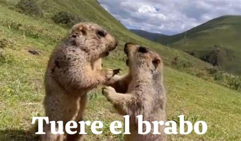 Los Últimos Memes Memedroid