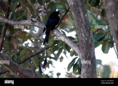 A Closeup Of A Drongo Bird Sitting On A Tree Branch Stock Photo Alamy